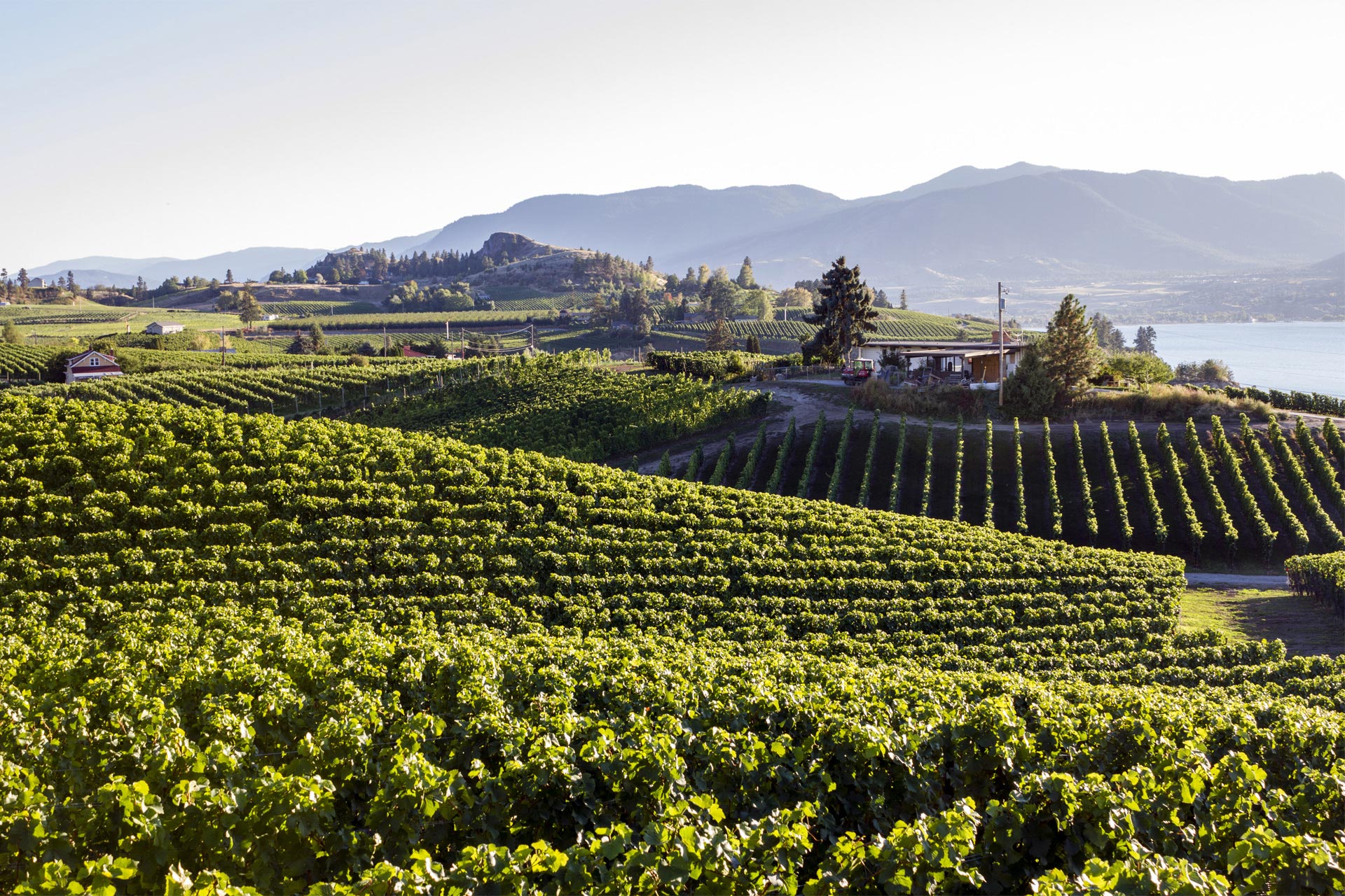 Wine & Winery Legal Services | Kelowna Lawyers Doak Shirreff